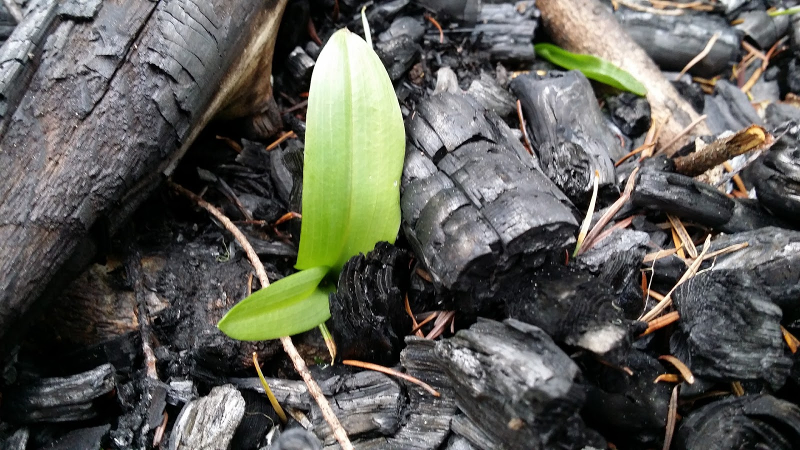 Umpqua Biochar Education Team: Burn Piles: Biochar and Conventional