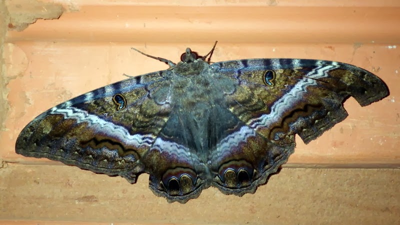 Kaitlyn's Paraguay Adventures!: Paraguay Insects- Post 1