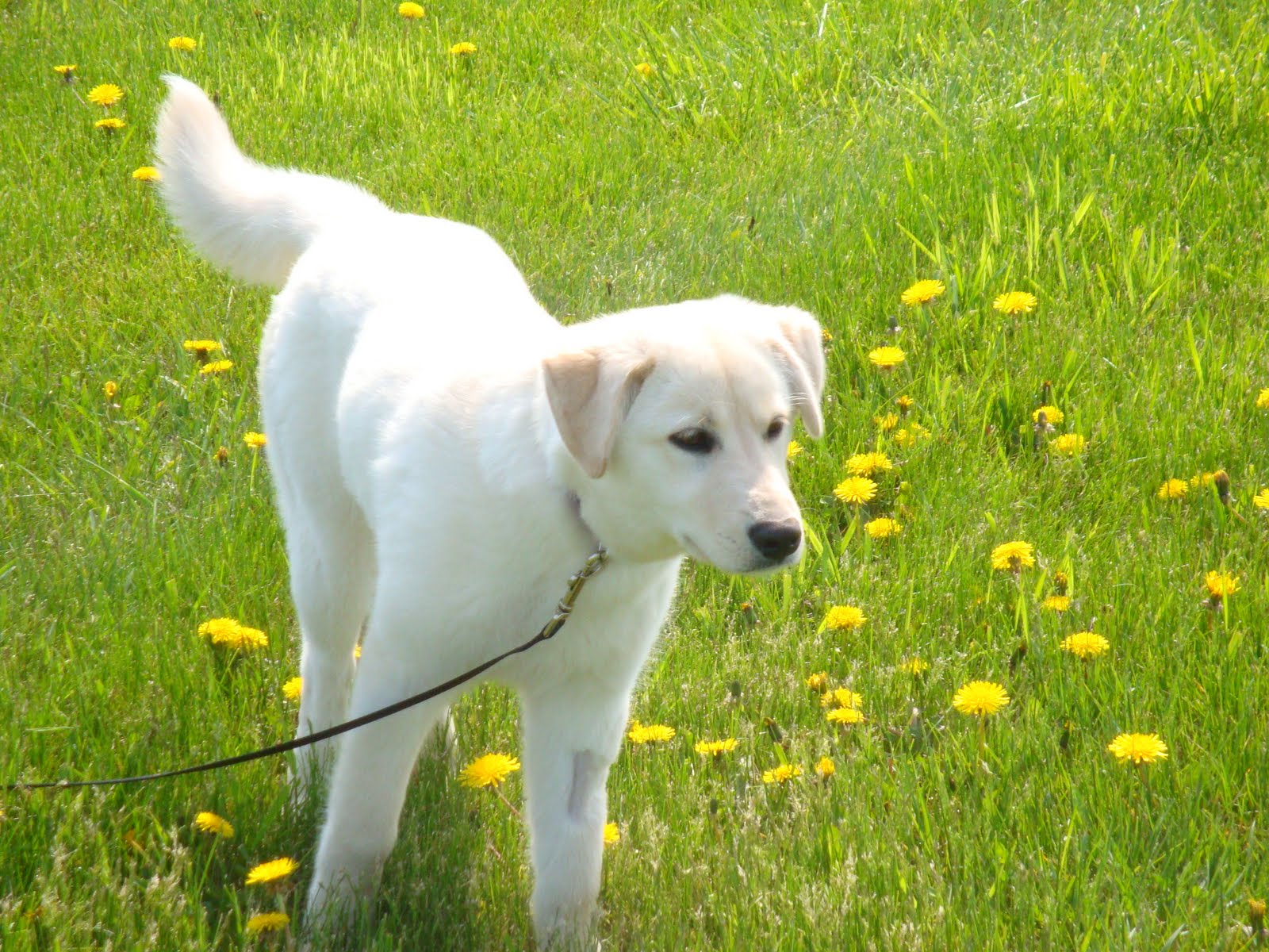 trololo blogg: Wallpaper Ipad Van Gogh