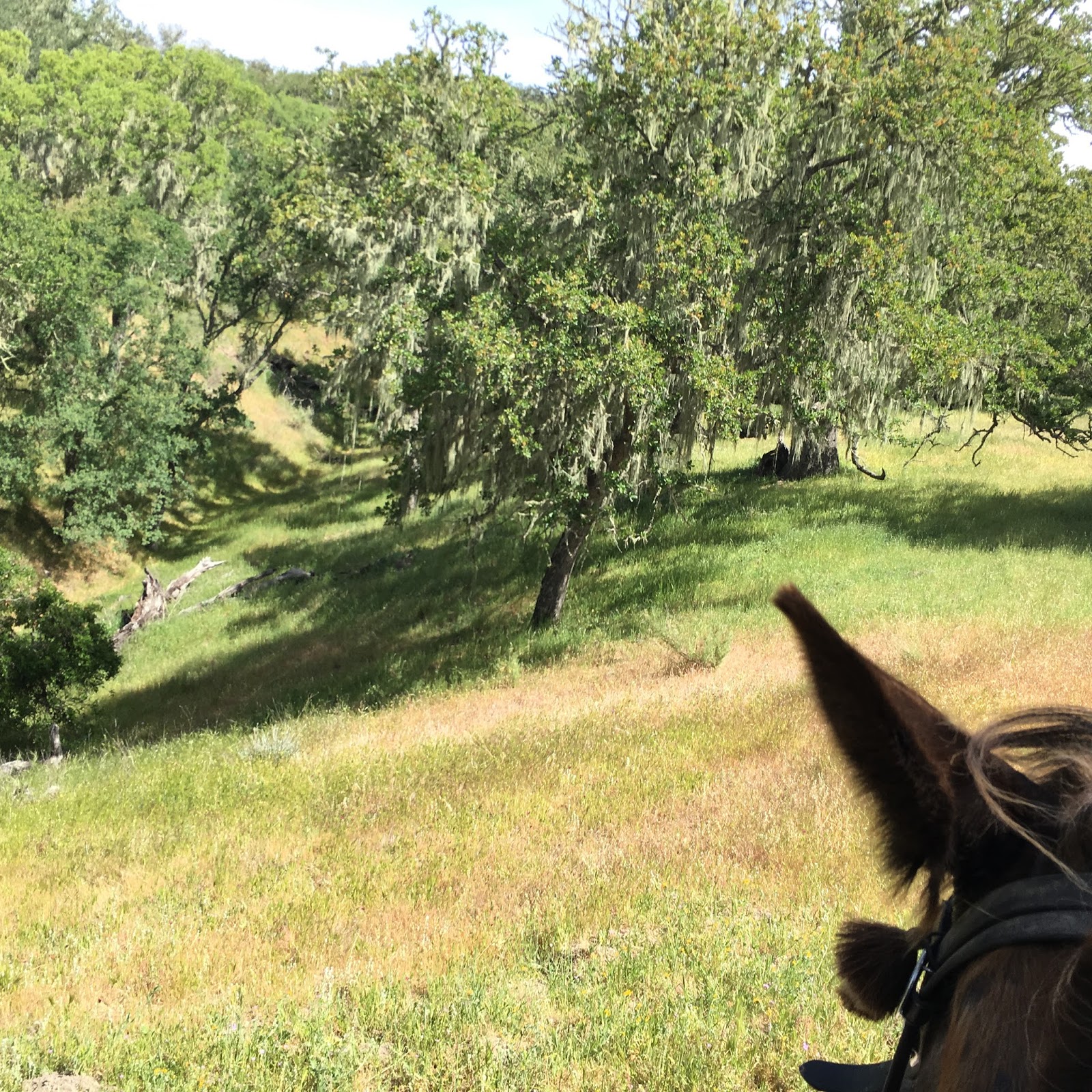 Mule Riding on Chamberlin Ranch - edhat