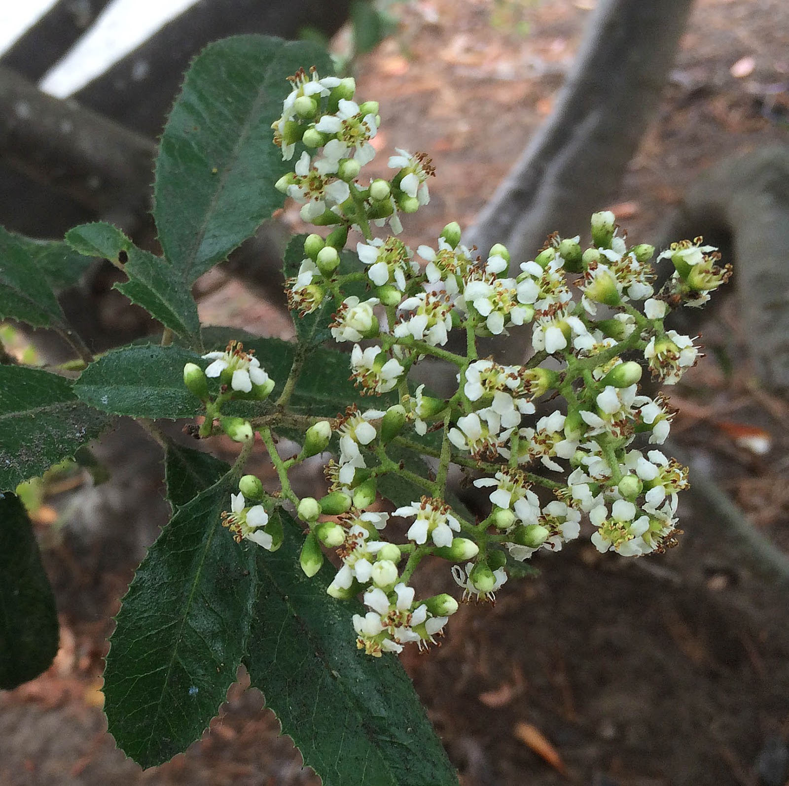 Friends of Carmel Forest Tree Tour with Dr. Matt Ritter 2016 - Carmel ...