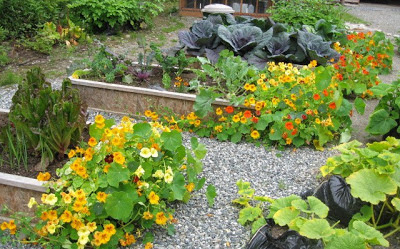 Seminte si plante de gradina hobby: Conduras-Tropaeolum majus