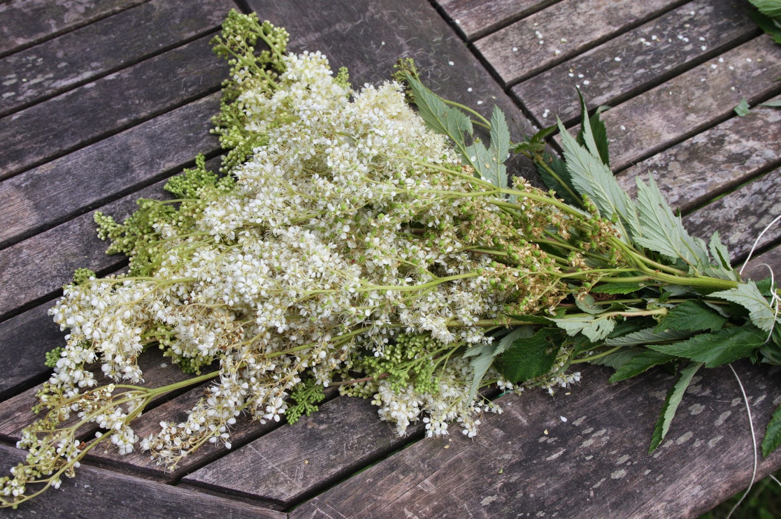 Siniunikon: Mesiangervo ja sikoangervo