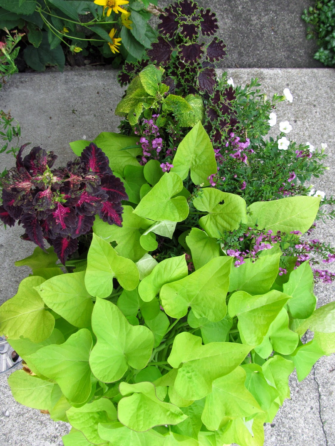 Exuberant Color : 30 blocks and flower pots.............