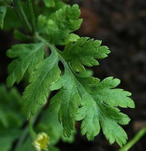 Growing Hermione's Garden: Tanacetum parthenium - Feverfew