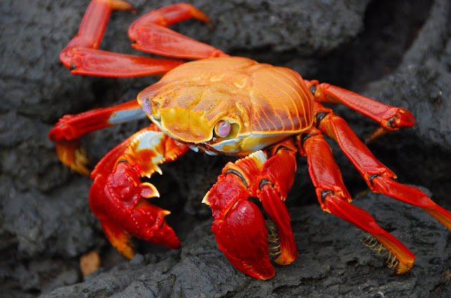 Red Crab | The Biggest Animals Kingdom