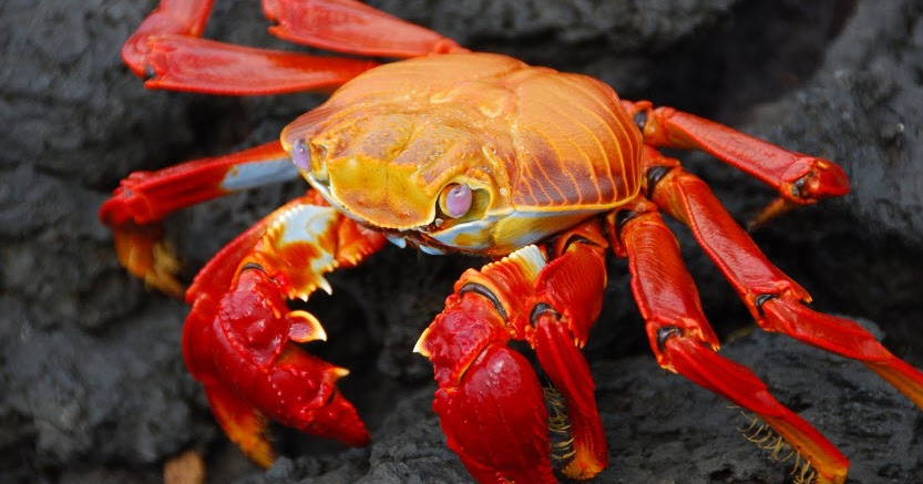 Red Crab | The Biggest Animals Kingdom