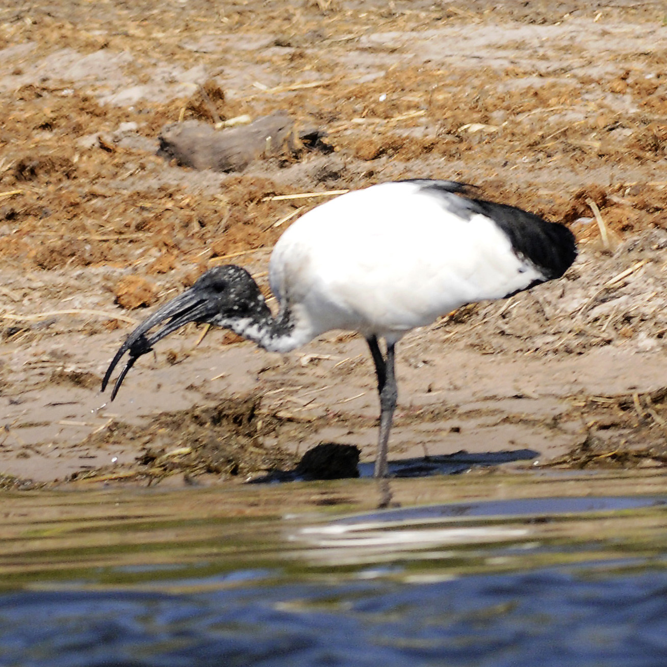 The Nature of Framingham: The Sacred Ibis in Africa