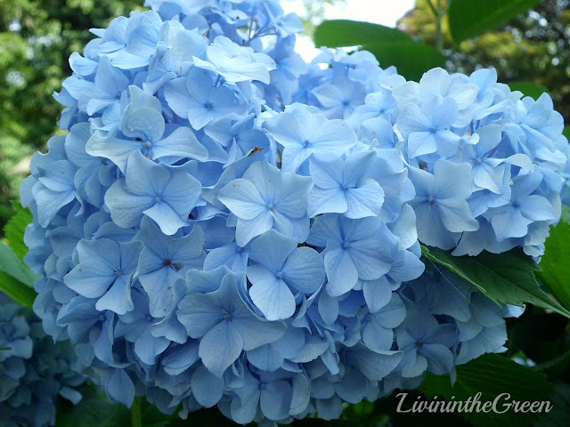 Livin' In The Green: Hydrangeas: Amazing Color for the Shade