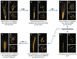 Domestication of Wheat