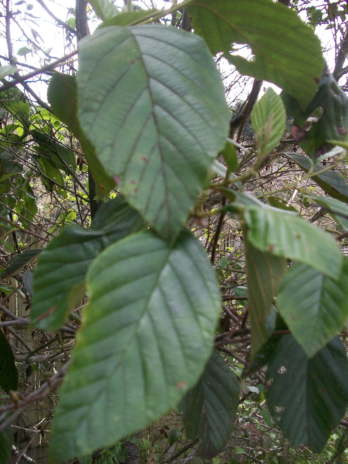 Backtoeden: Galería: Hojas de los árboles 2