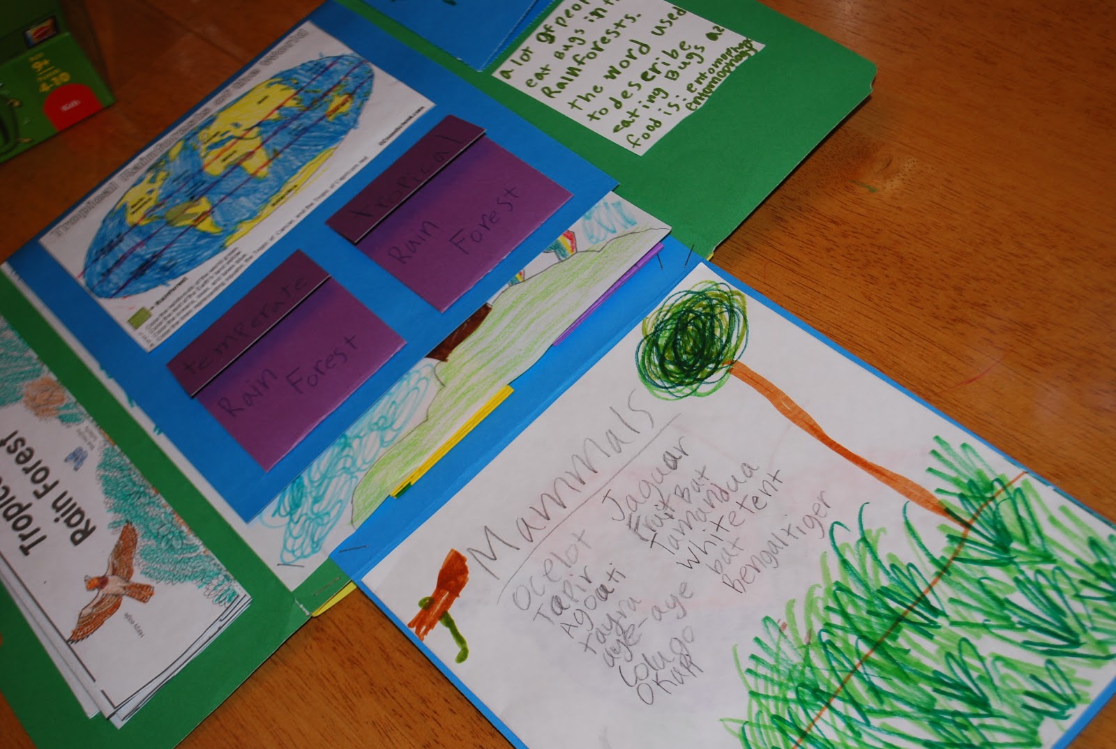 Our Creative Day: Rain Forest Lapbook - 2nd Grade