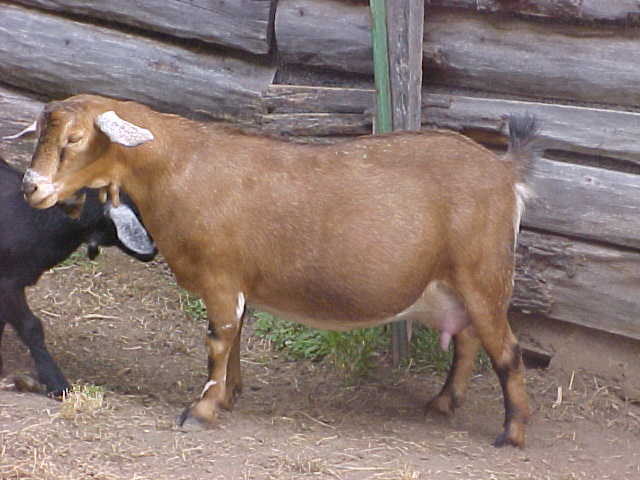 The Kinder Goat Thru My Eyes: Kinder Goats