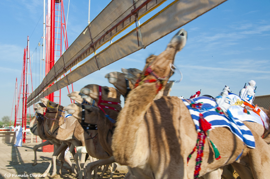 Life in the Middle East: The Dubai Camel Races