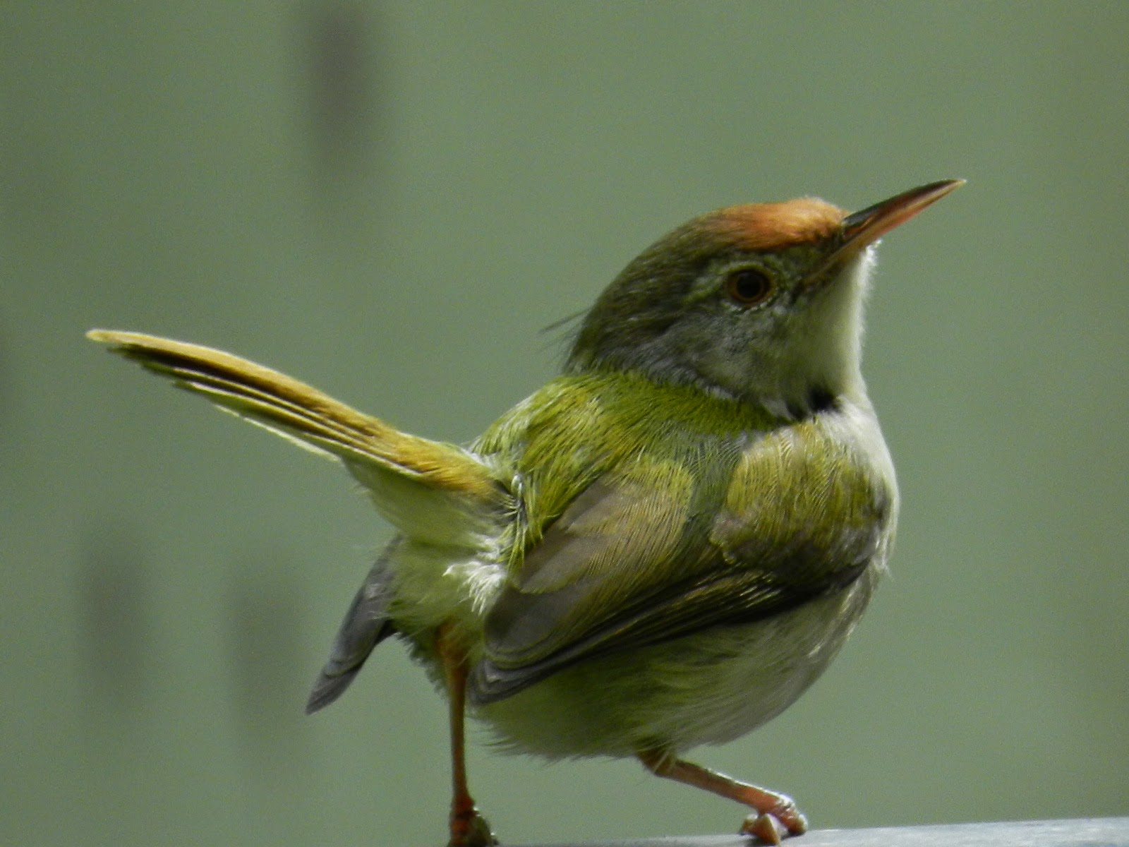 Birds spotted in Delhi and Mysore