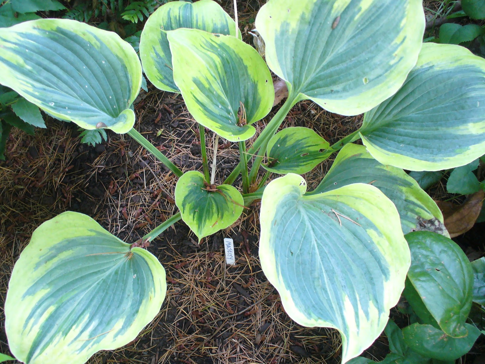 Hosta Heaven – Plant Something Oregon