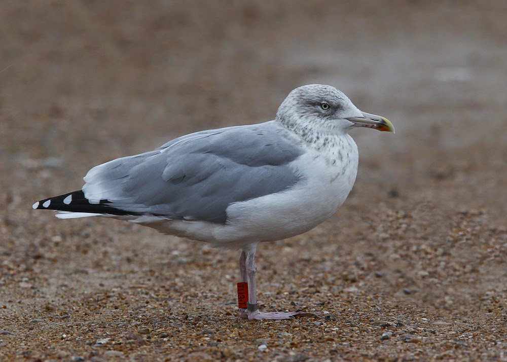 Richard Smith - Birdwatching Days Out: Audouin's Gull, 2nd winter and ...