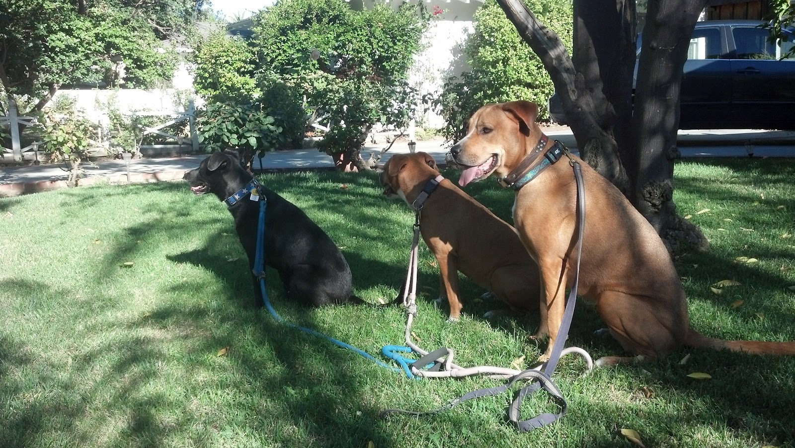 It's A Dog Meet Dog World