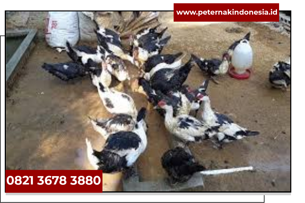 Bibit Entok Unggul: Harga Dod Entok Per Box