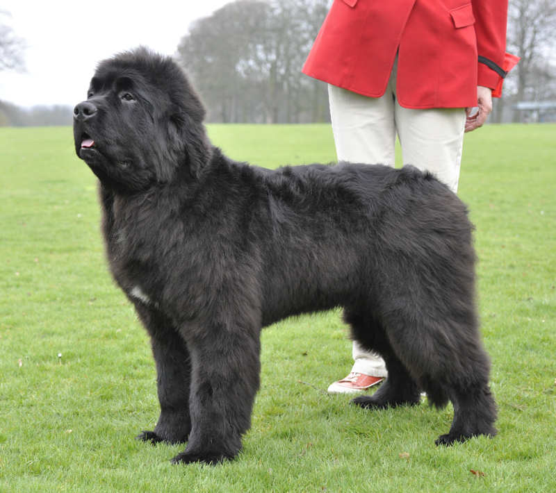 NUNCAJAMAS COCKER: BOASTWAIN, EL PERRO DE LORD BYRON