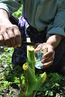 ASHITABA: The Properties and Therapeutic Uses of Ashitaba