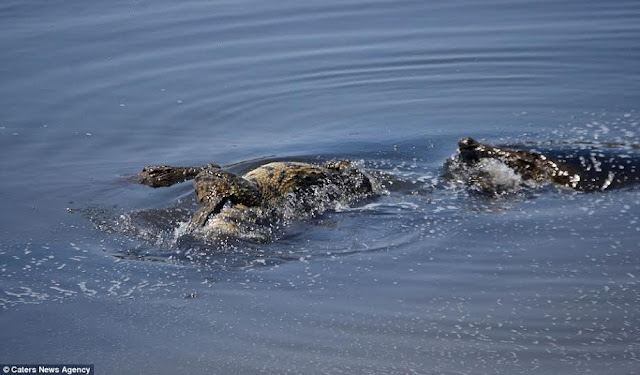 Cannibal crocodile tears smaller rival to piece, feasts on its head