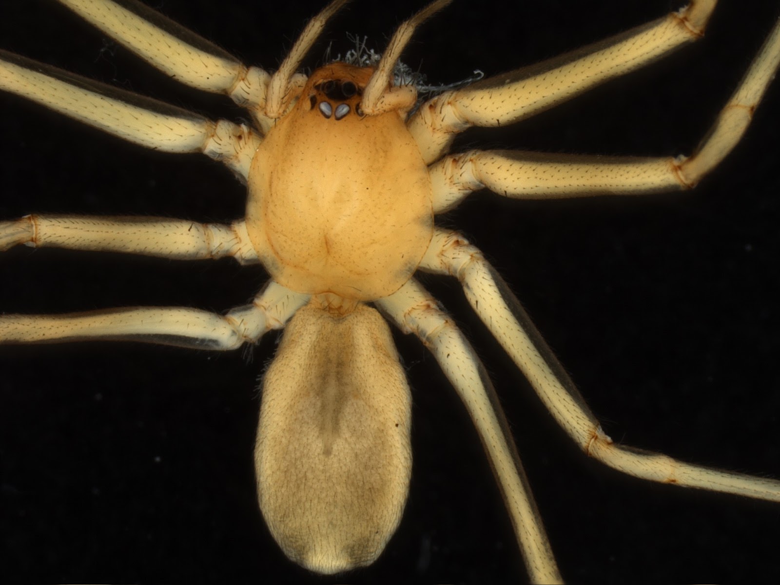Quaoar Power Zoo: non-native invasive spider (Cithaeron praedonius ...