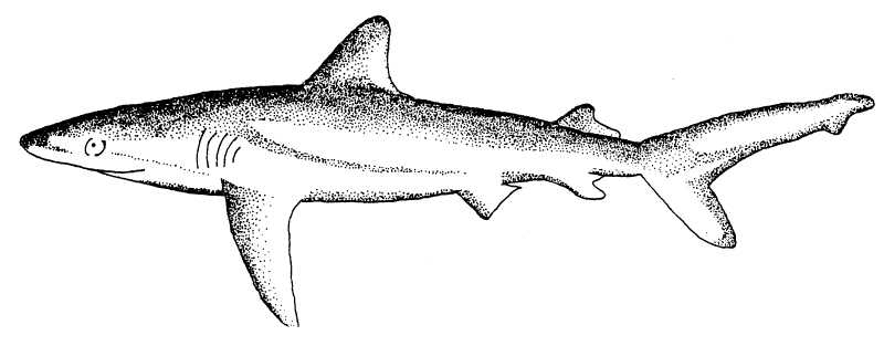 SEBARAN IKAN CUCUT ~ MEDIA PENYULUHAN PERIKANAN PATI