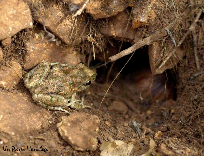 Un Paseo Manchego: Sapillo moteado común; Pelodytes punctatus.