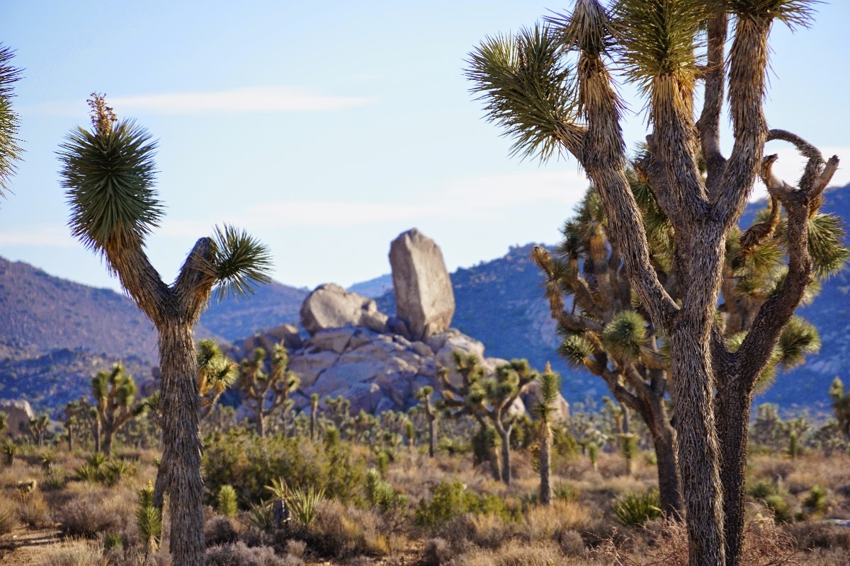 CSUS Praktikum: San Diego - Tijuana Mexiko - Joshua Tree National Park