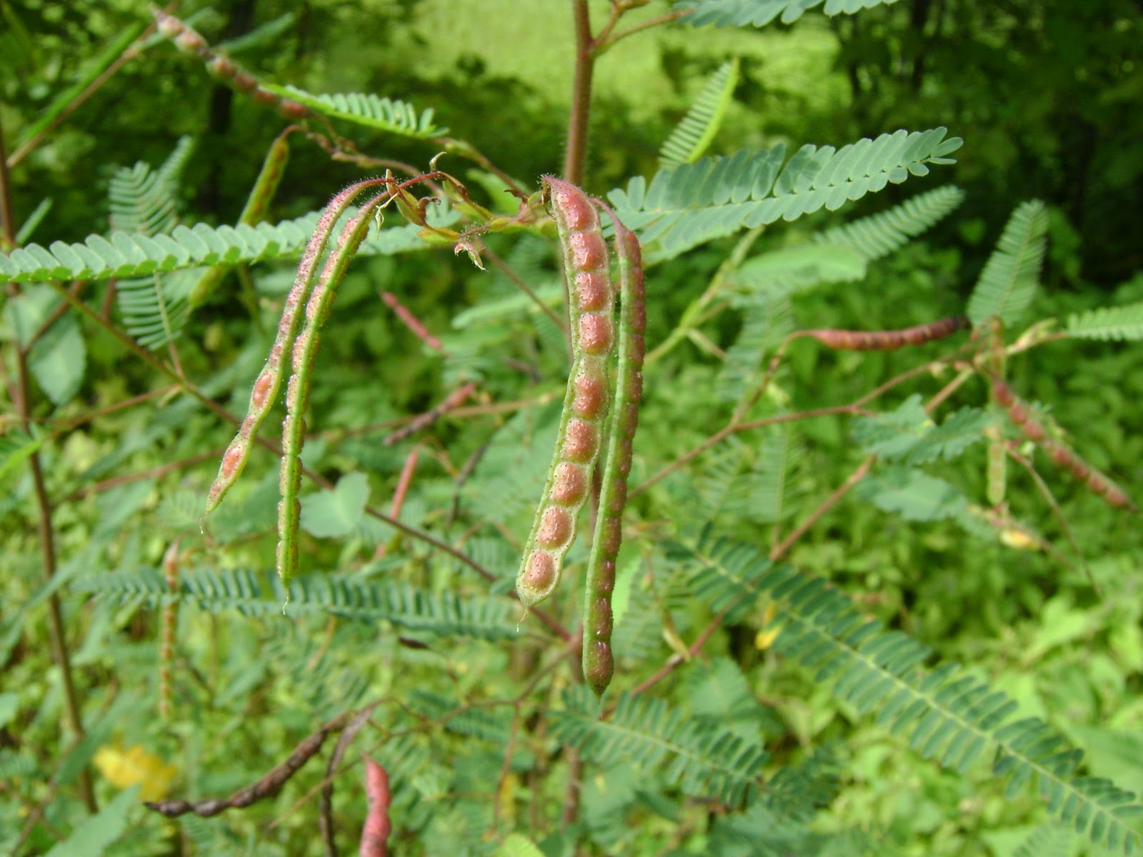 Fabaceae - Leguminosae no Brasil: Fabaceae - Aeschynomene ciliata Vogel