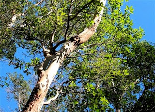 A Simple Explanation of Absolutely Everything: Toroids and Trees