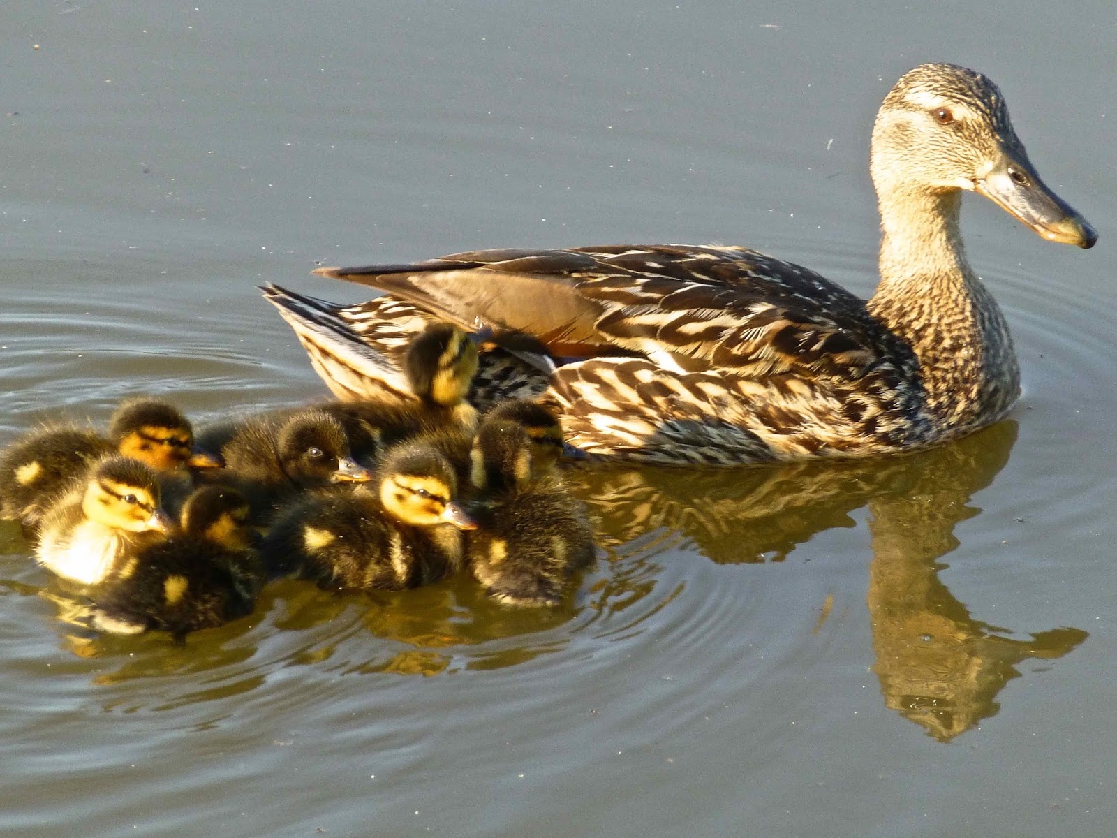 SOUFFLEREVE: Canetons