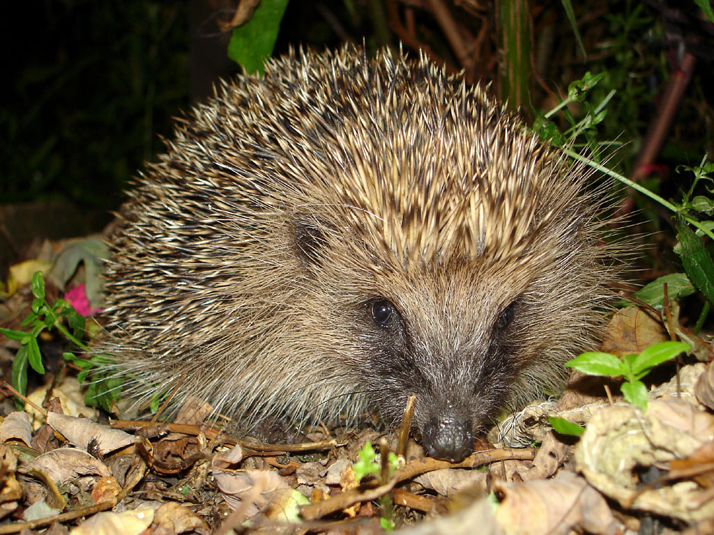 Amazing Hedgehog - Hedgehogs Facts, Photos, Information, Habitats, News ...