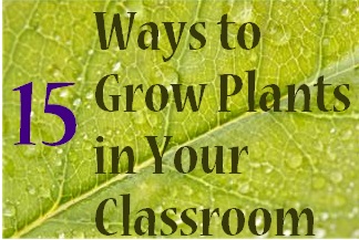 One Less Headache: Ways to Grow Plants in the Classroom