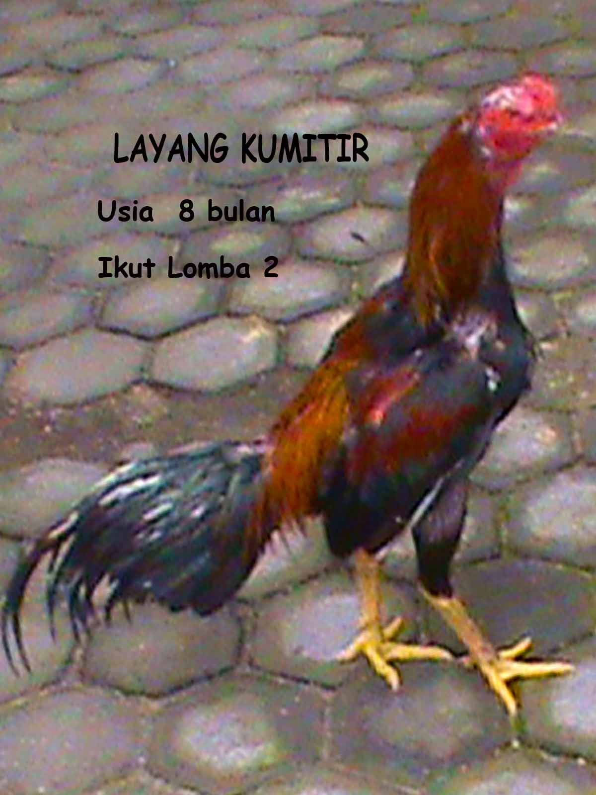 Jual Berbagai Ayam Aduan - Wirausaha Budidaya Ayam bangkok