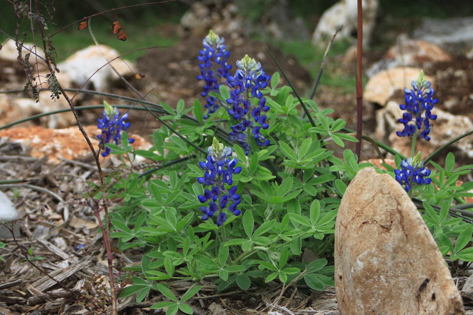 Rock-Oak-Deer: Bluebonnets! GBBD March 2012