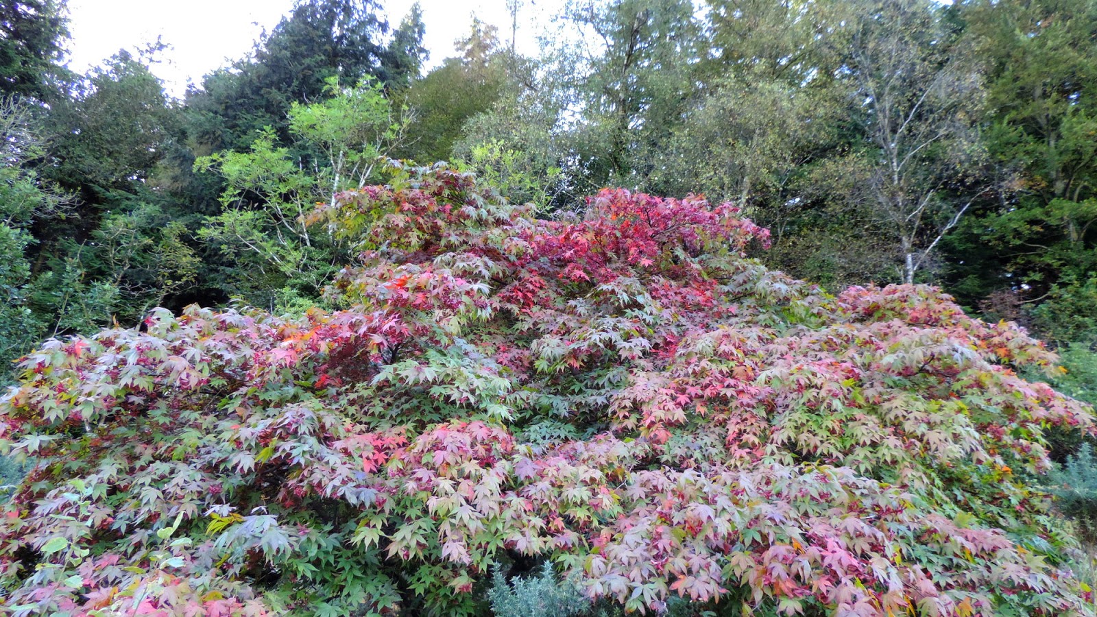 The Glebe Blog: The colour of October and a Hipflask