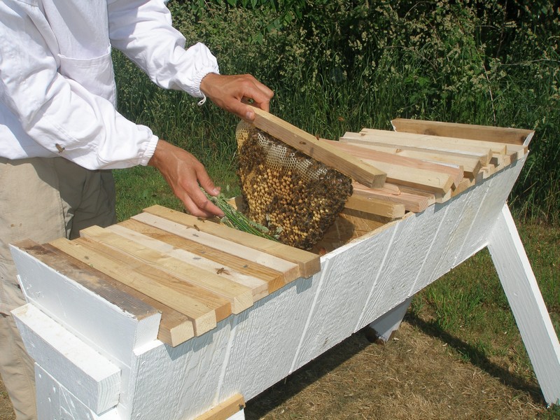 Thy Hand Hath Provided: Dividing a Hive & Grafting a Queen