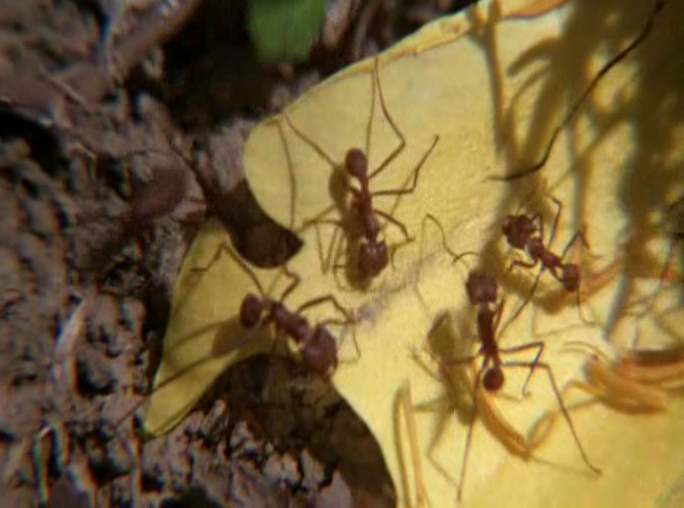 [Expirados.com.br]: [DVD] Filme: O Império das Formigas - 1977