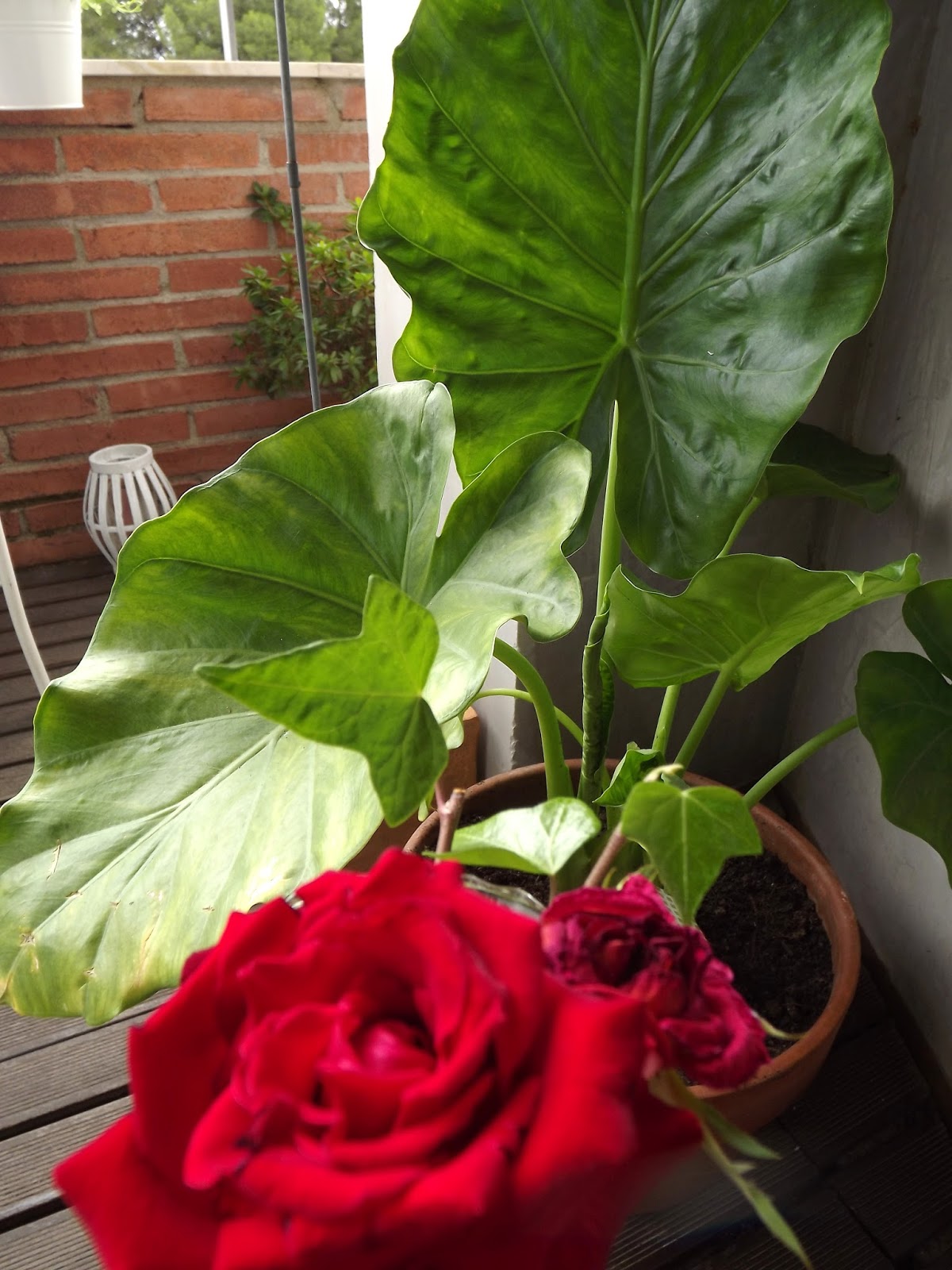 Un vergel en la ciudad: La planta de La Marquesa...