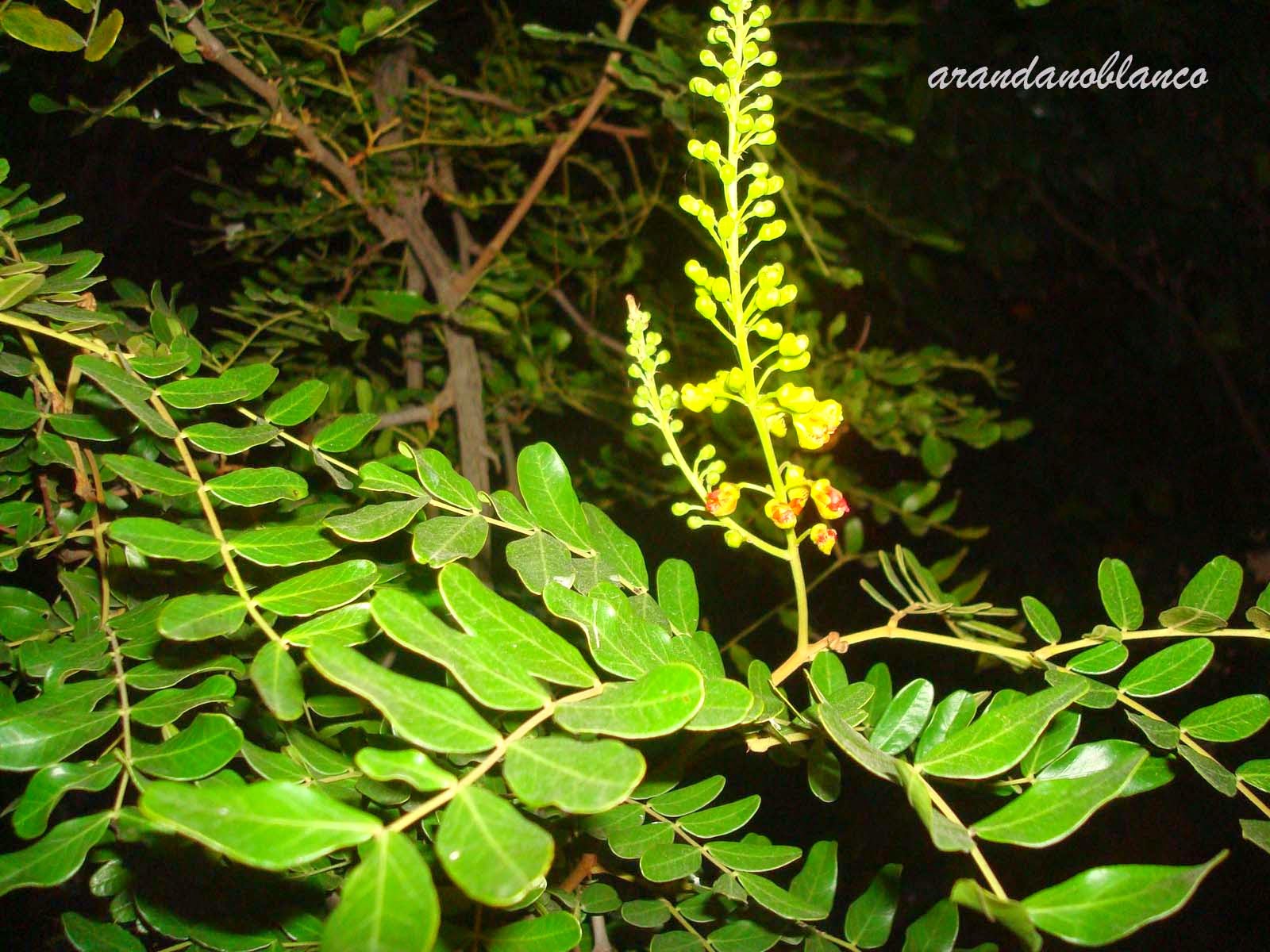 elarbolmiamigo-encinarosa: Tara / Caesalpinia spinosa / Caesalpinia ...