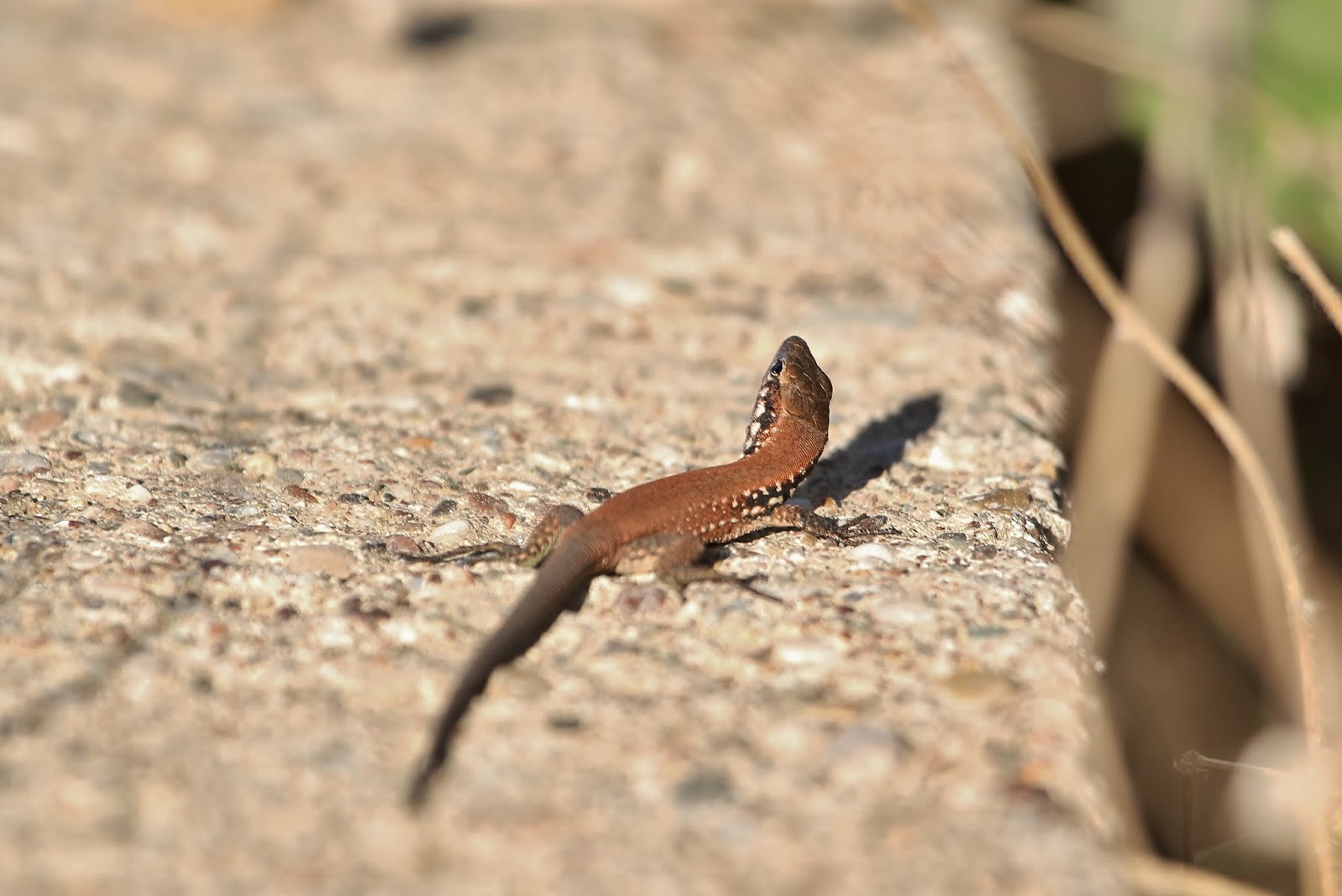 Zac Hinchcliffe's Birding Blog: East of Antalya, Turkey - 3-9 October ...