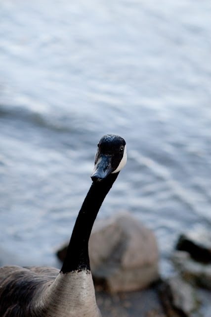 Carla Dyck Photography: Taking a Gander