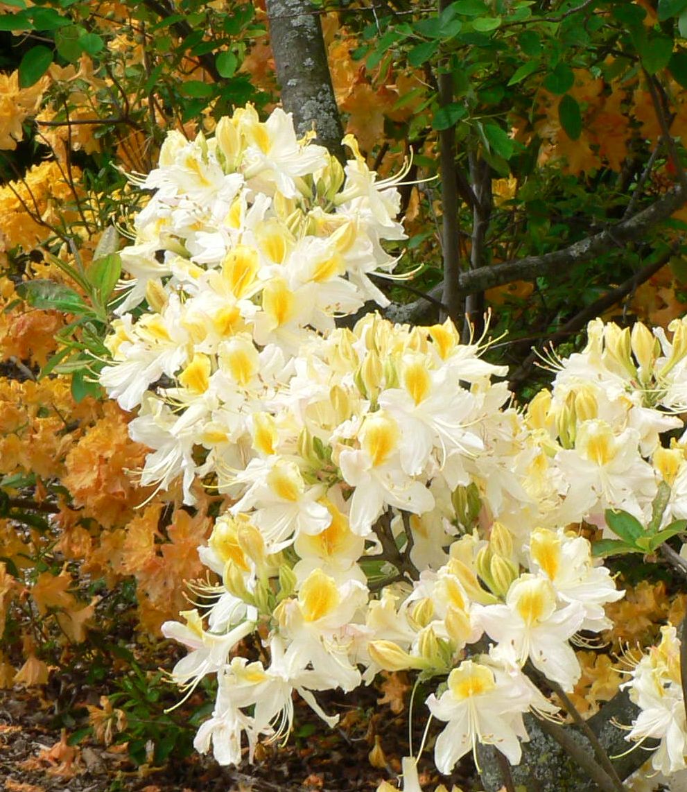 Visit My Garden: Hardy Azaleas at the Arboretum