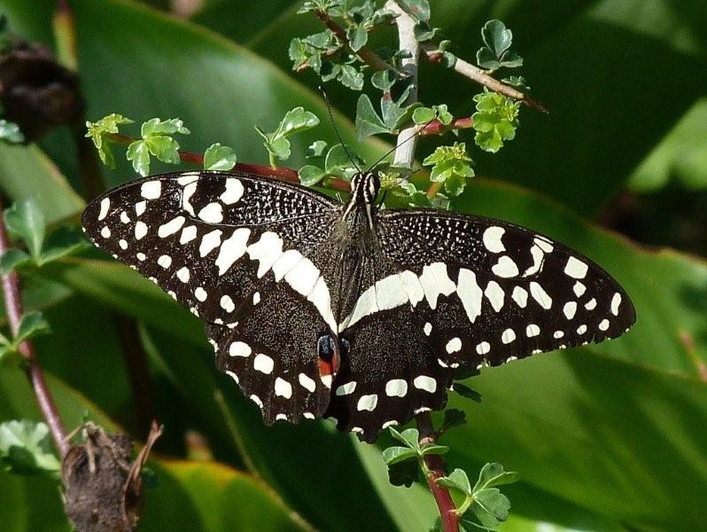 Butterfly In African Language