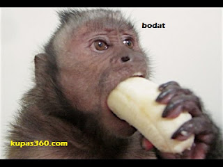 arti dari bahasa batak lateung dan bodat | Kupas360.com