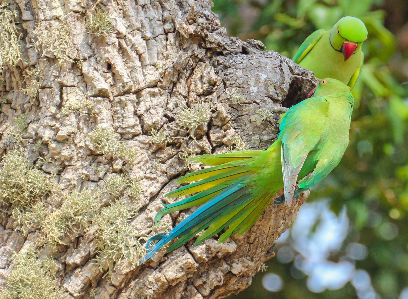 Cannundrums: Indian Rose-Ringed Parakeet