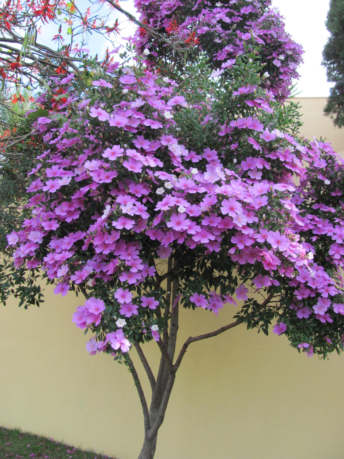 Simplesmente Fascinante: Tibouchina Mutabilis- Vulgo: Manacá da Serra