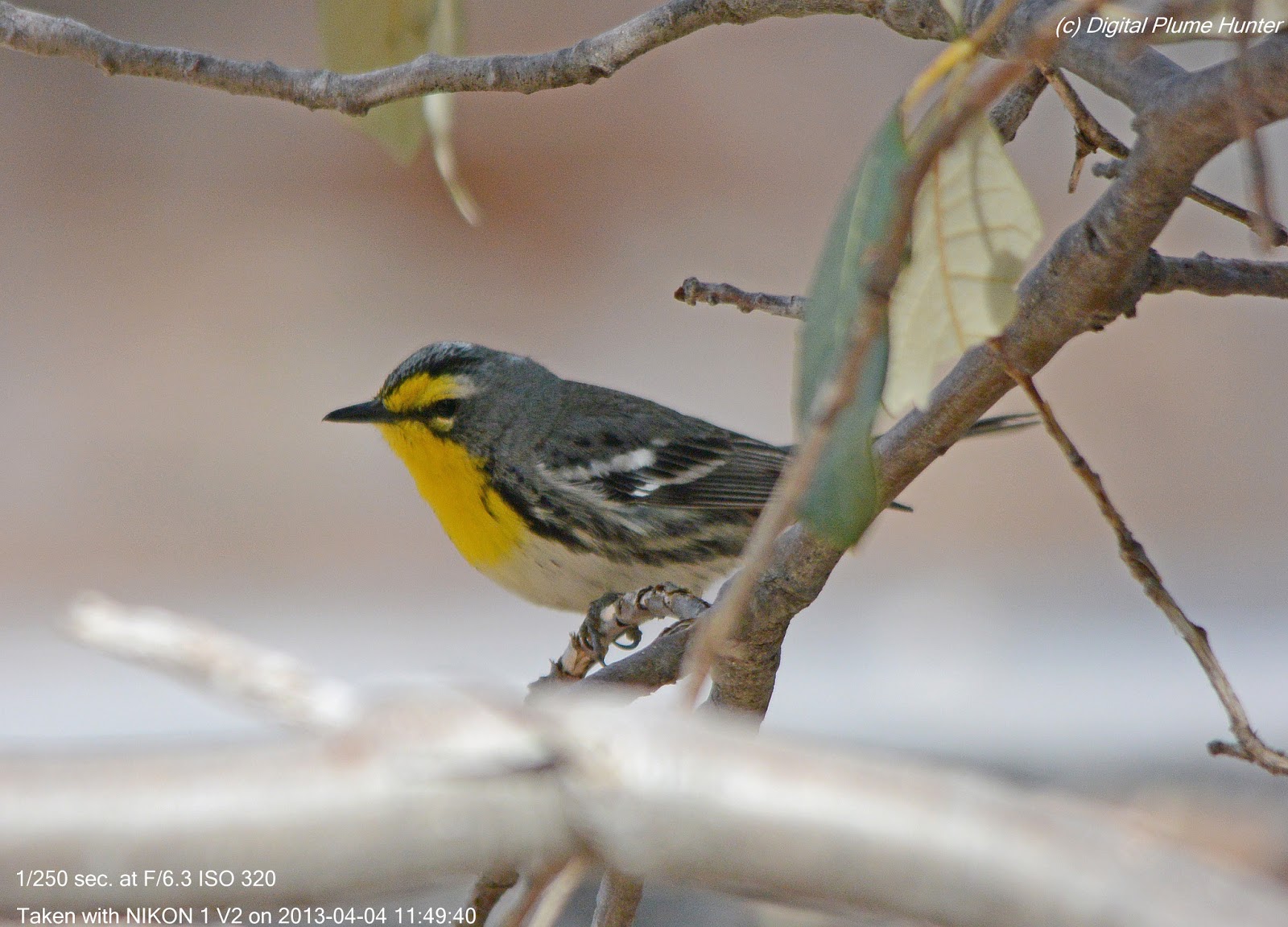 Hunting Digital Plumes in the US and Beyond: Western Warbler April Roundup